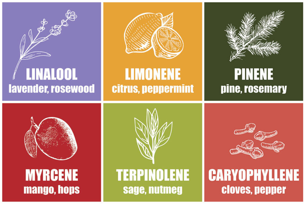 Terpenes 101: All About Terps! - The Flowershop Cannabis